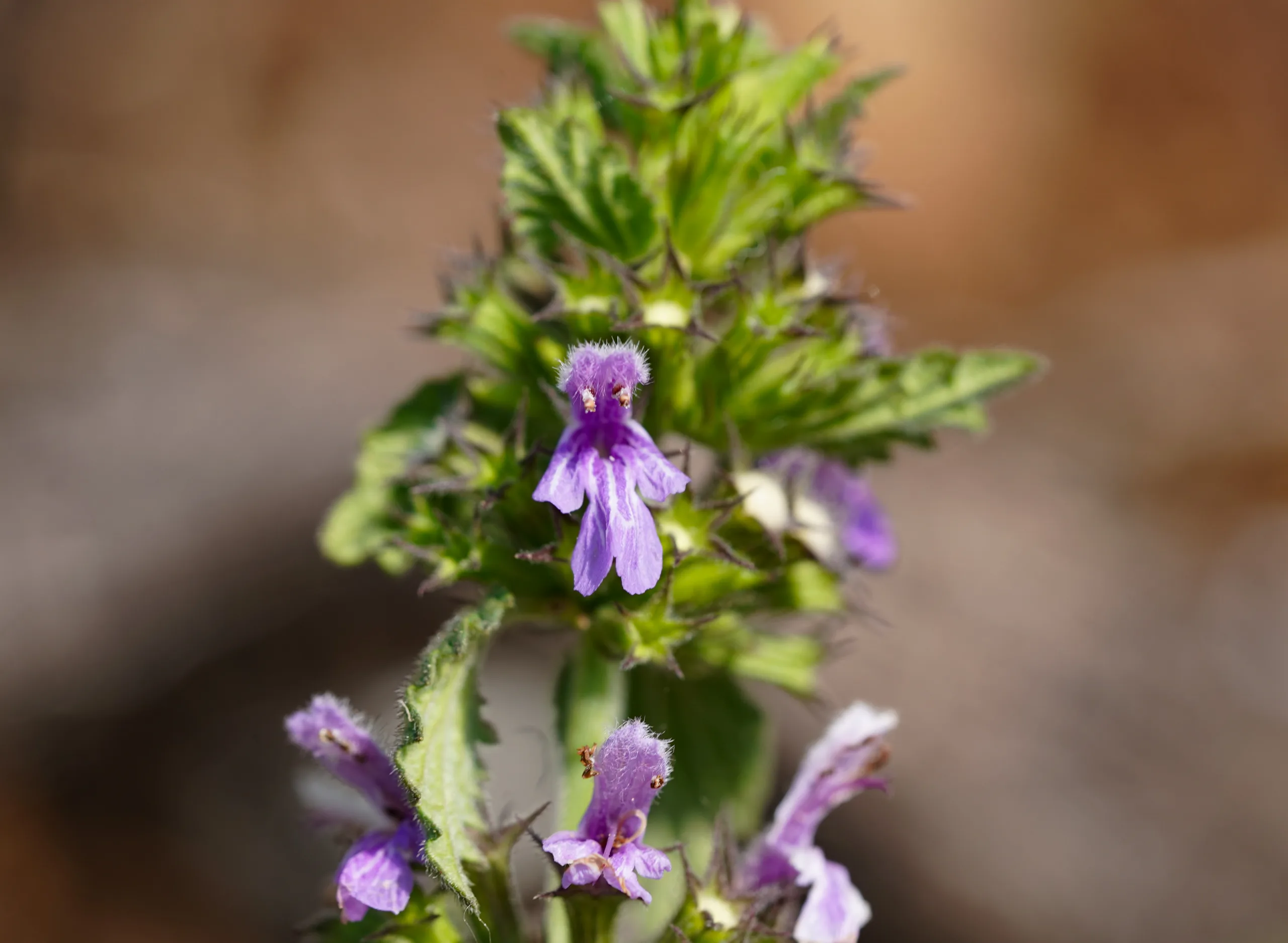 Ballota nigra (Nemnemotu) - Kocaeli Bitkileri
