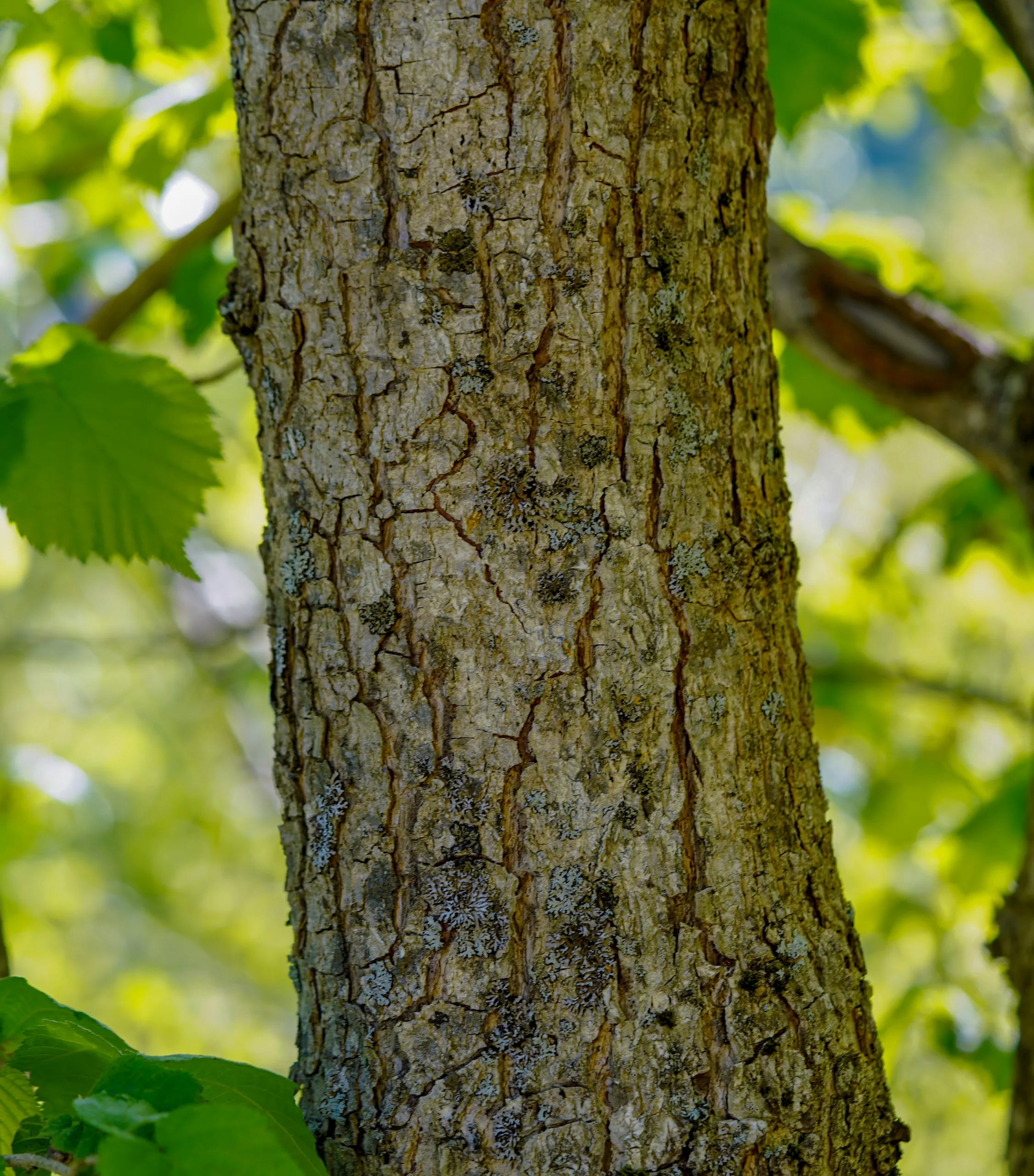 Corylus colurna (Türk fındığı) - Kocaeli Bitkileri