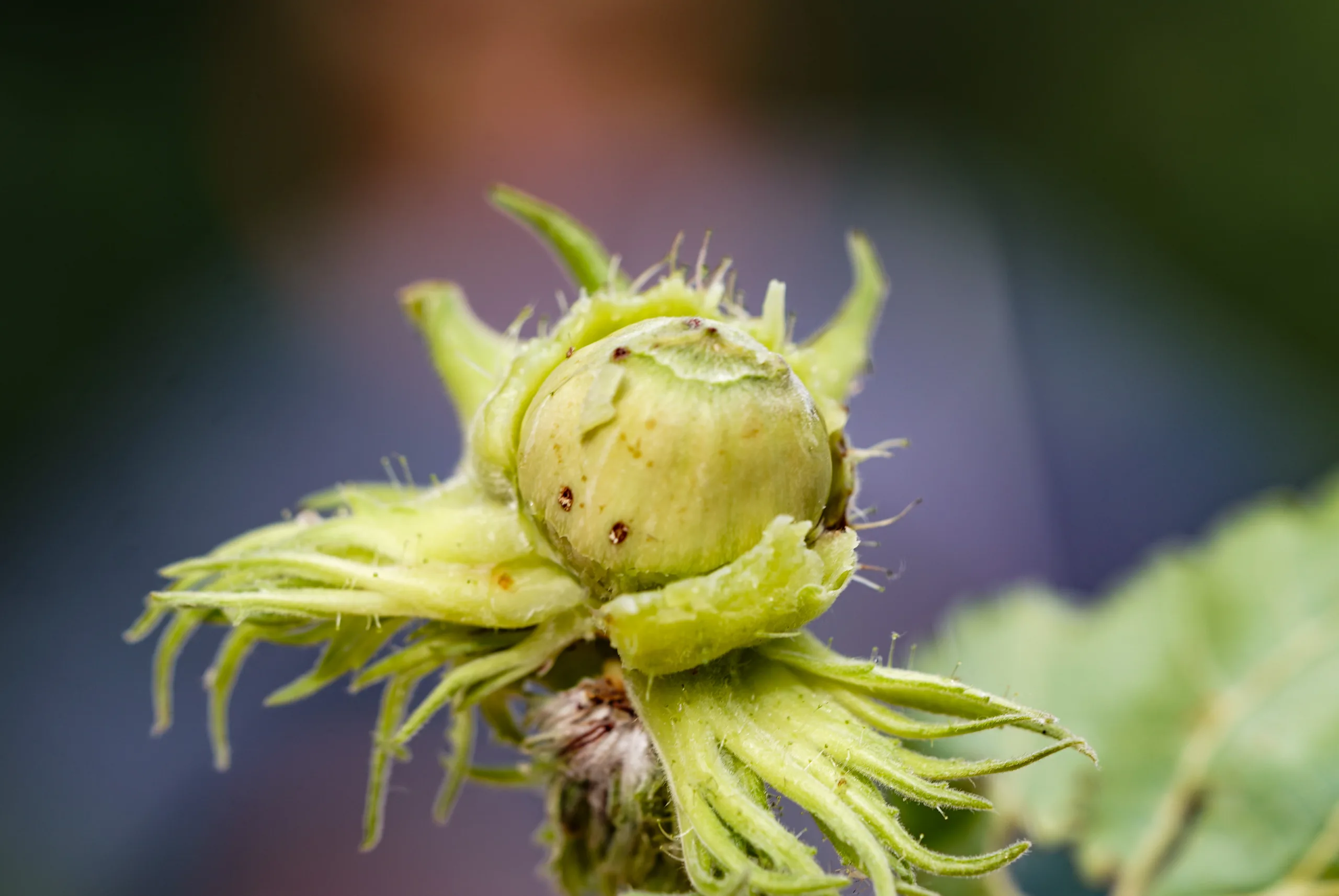 Corylus colurna (Türk fındığı) - Kocaeli Bitkileri