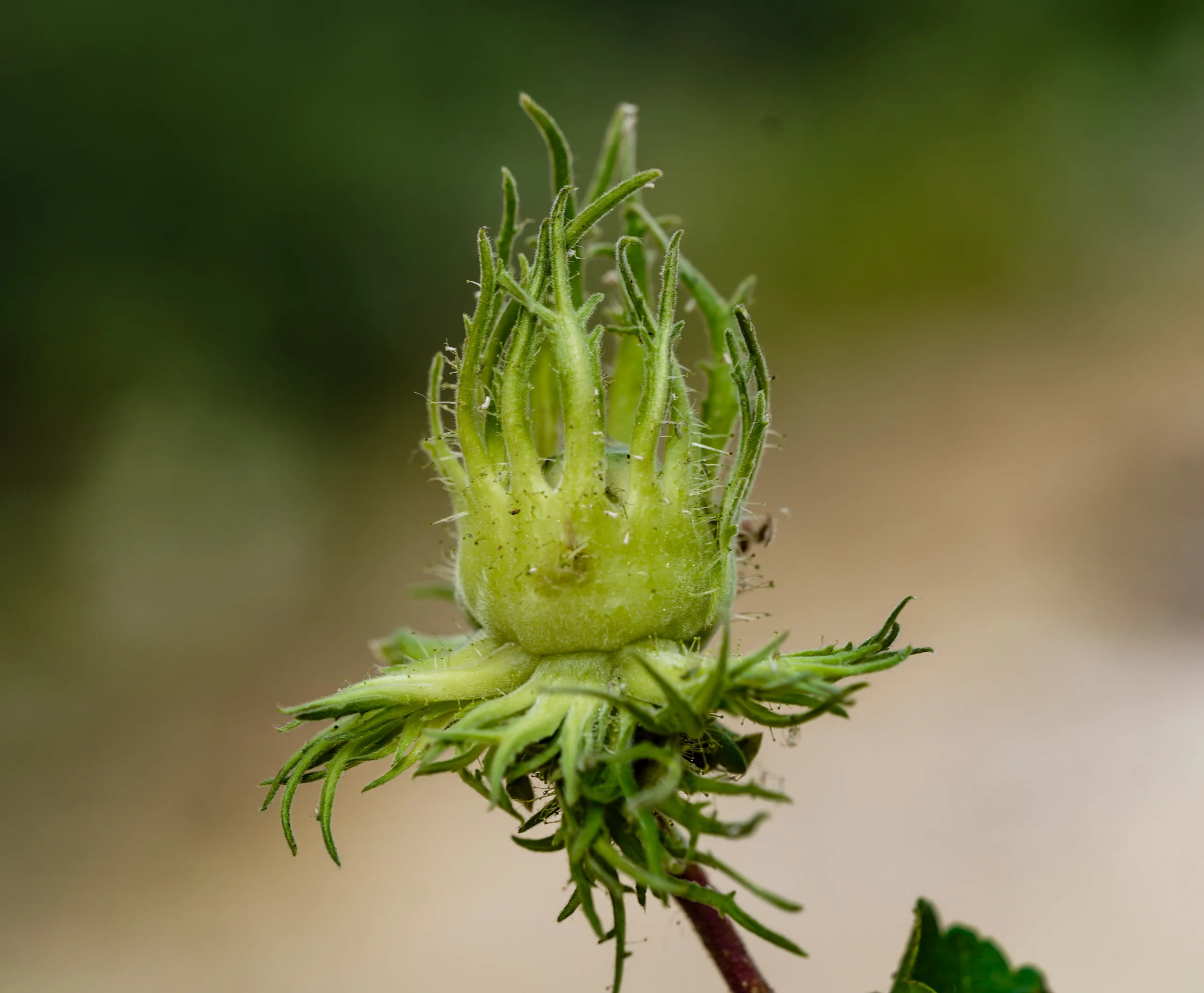 Corylus colurna (Türk fındığı) - Kocaeli Bitkileri