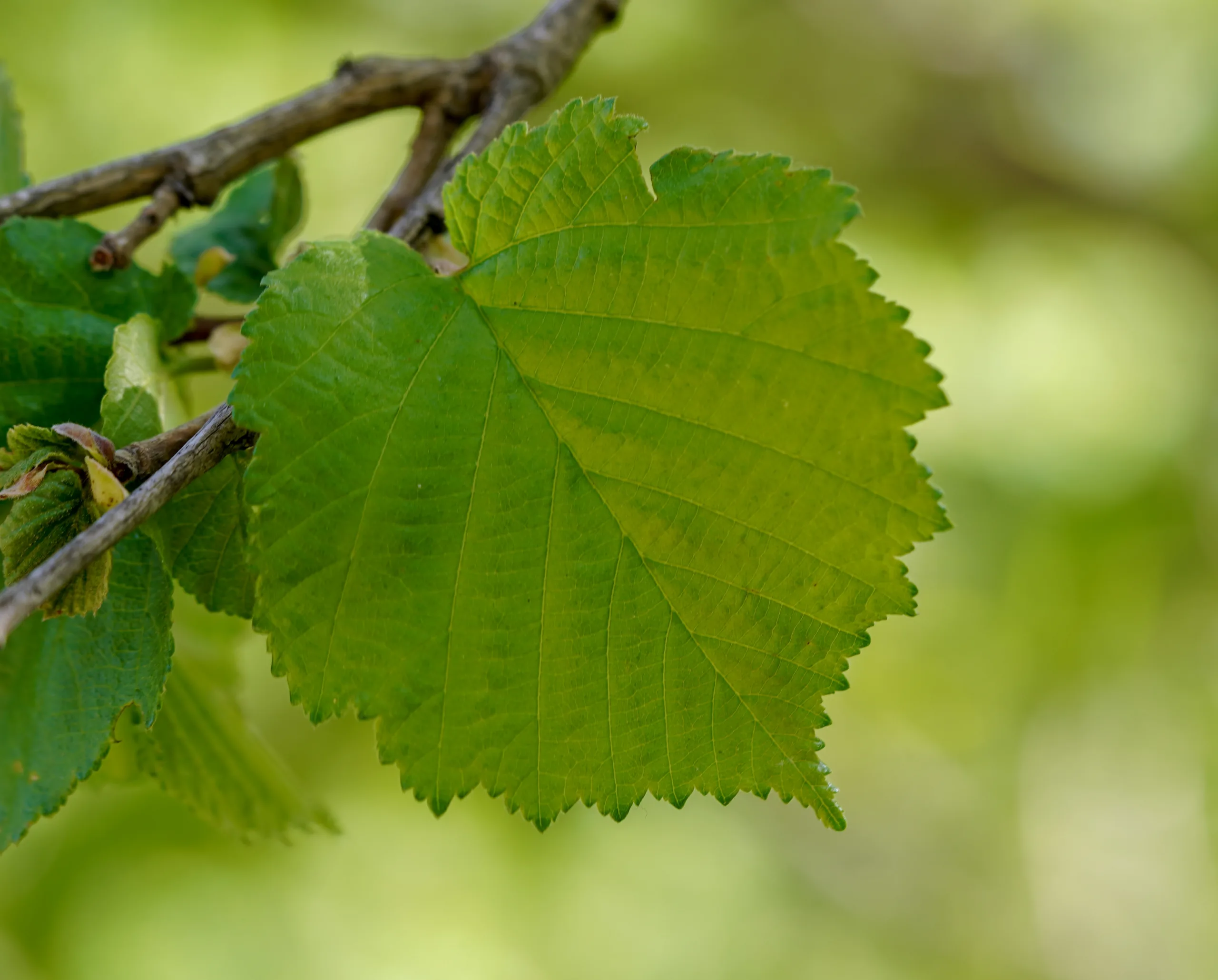 Corylus colurna (Türk fındığı) - Kocaeli Bitkileri