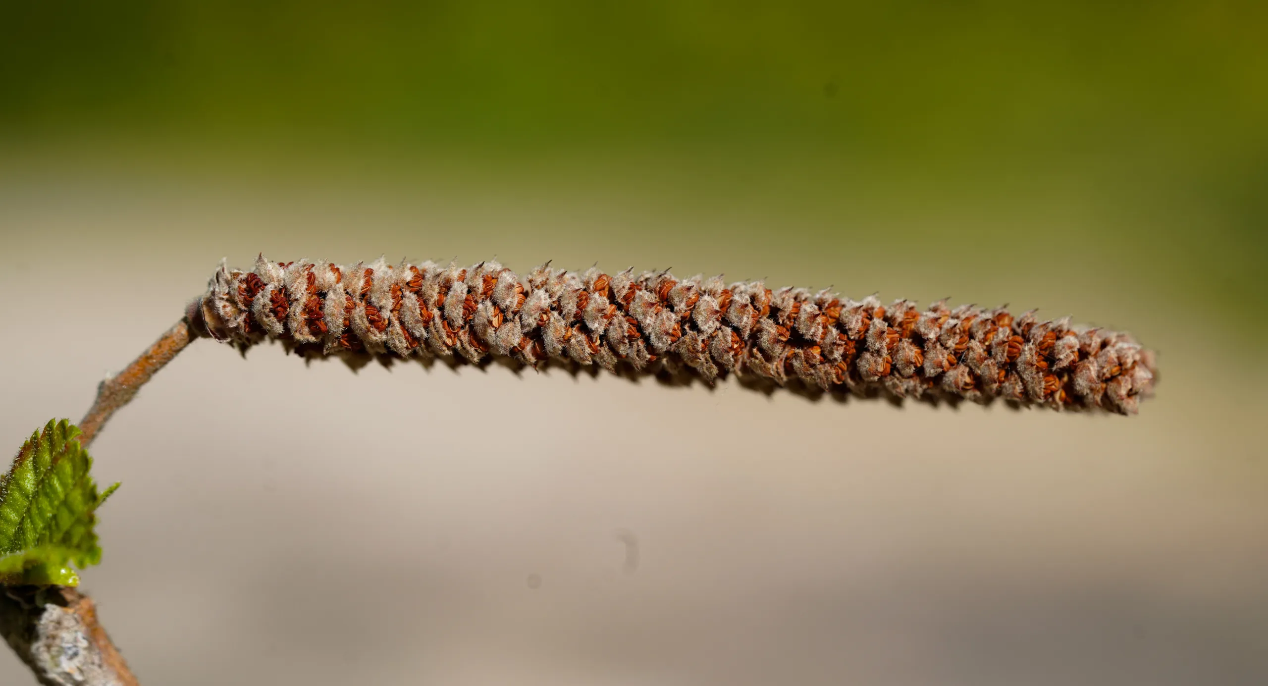 Corylus colurna (Türk fındığı) - Kocaeli Bitkileri