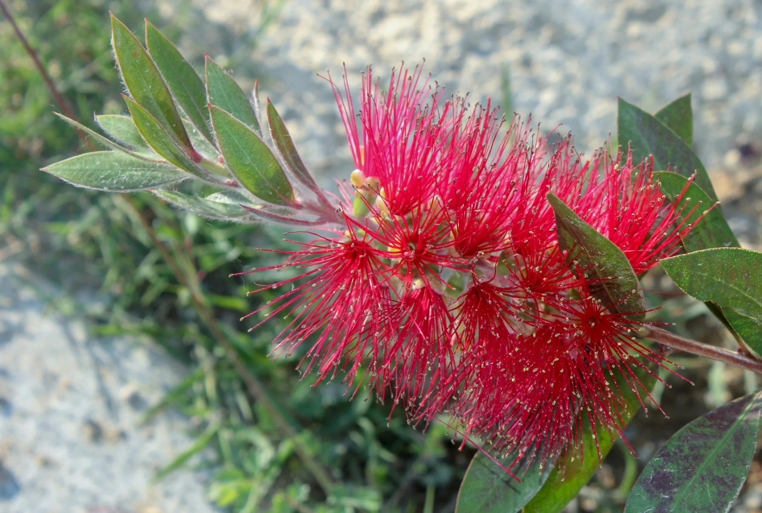 Melaleuca citrina (Limon fırçaçalısı) - Kocaeli Bitkileri