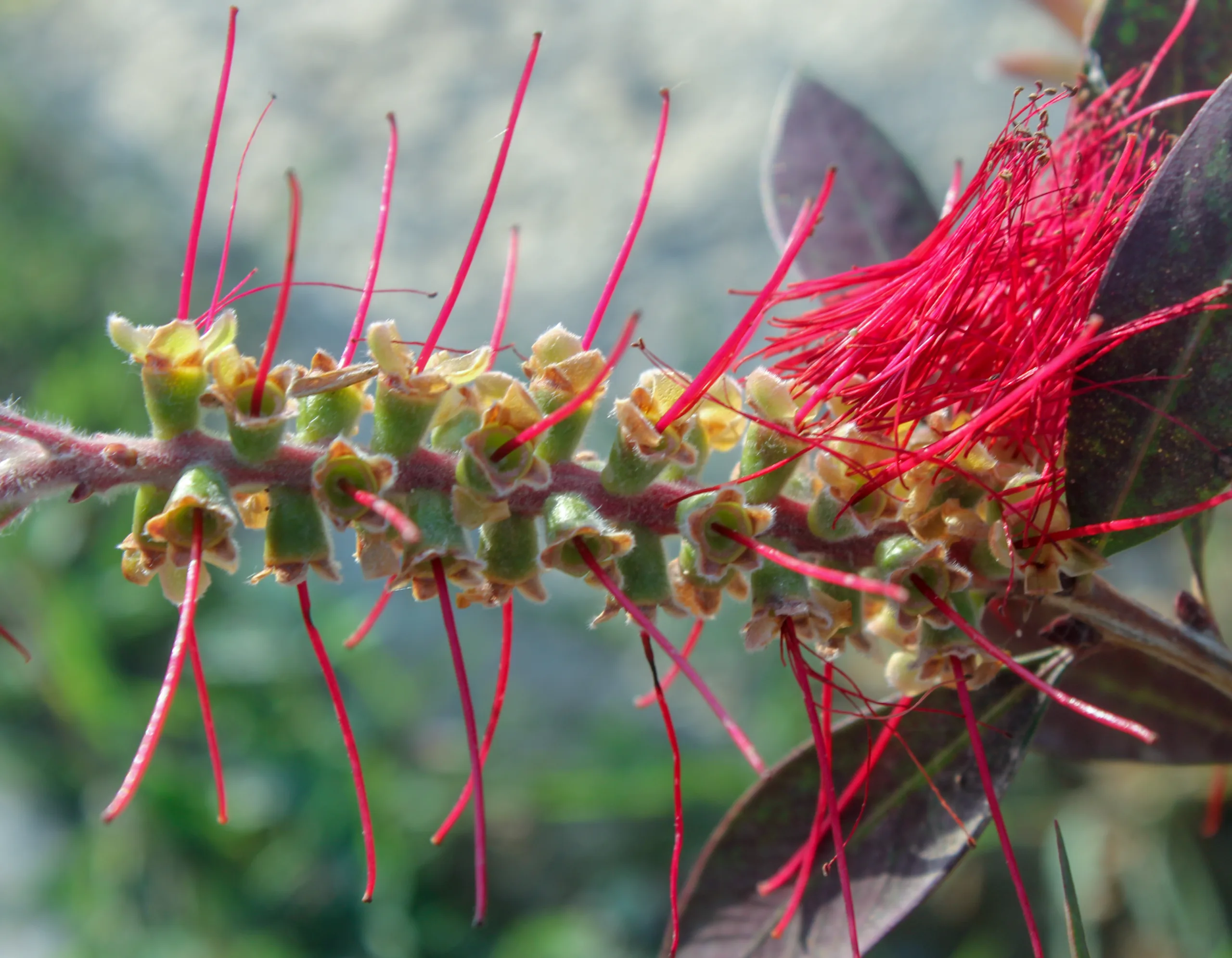 Melaleuca citrina (Limon fırçaçalısı) - Kocaeli Bitkileri