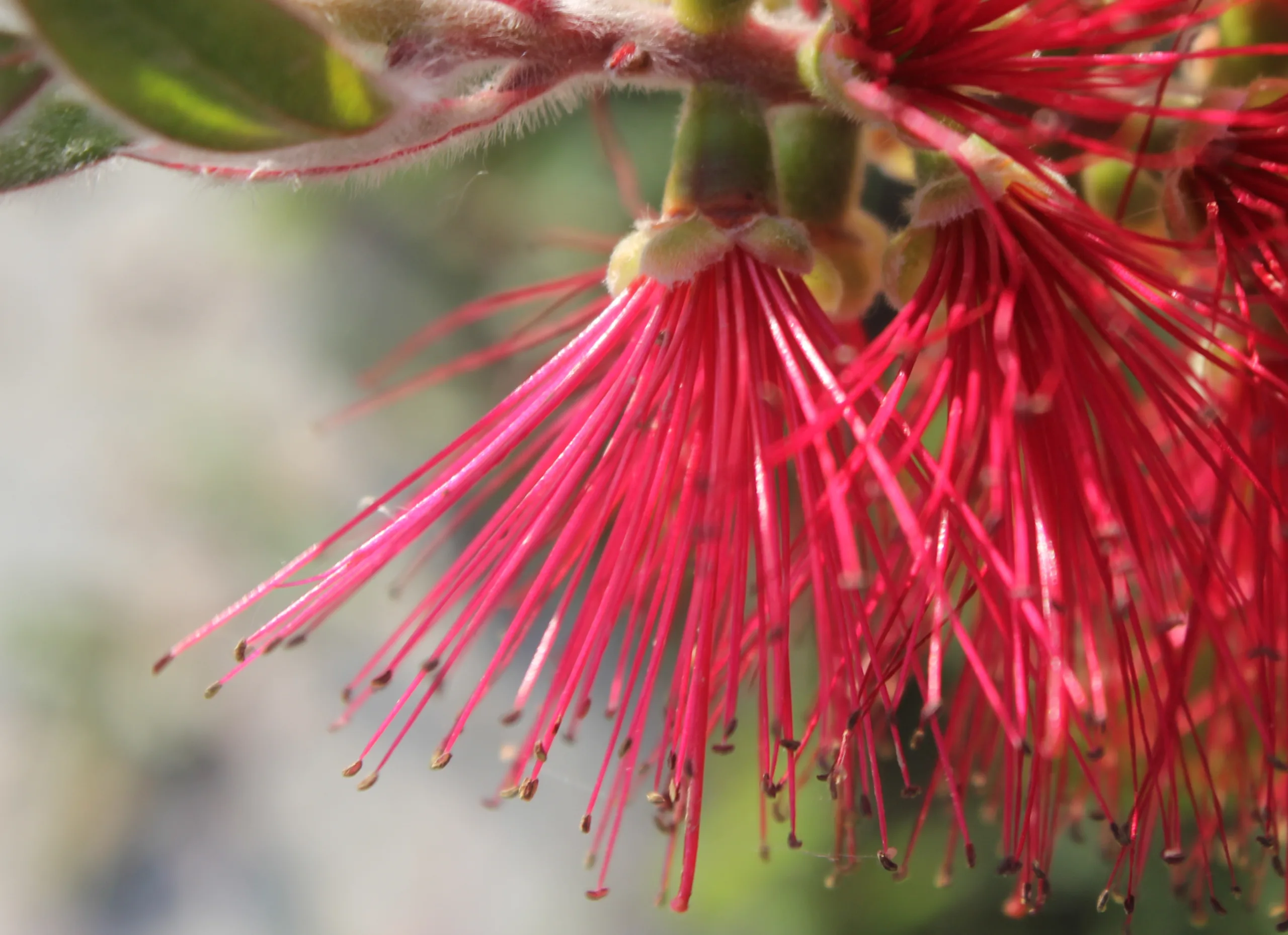 Melaleuca linearis (Fırça çalısı) - Kocaeli Bitkileri