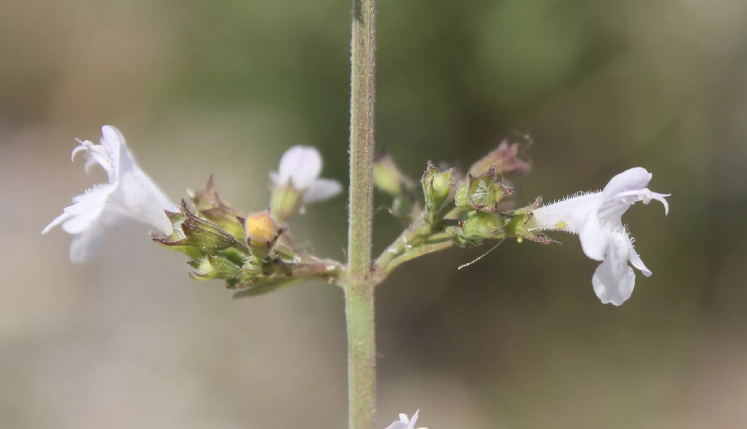 Melissa officinalis (Limon otu) - Kocaeli Bitkileri