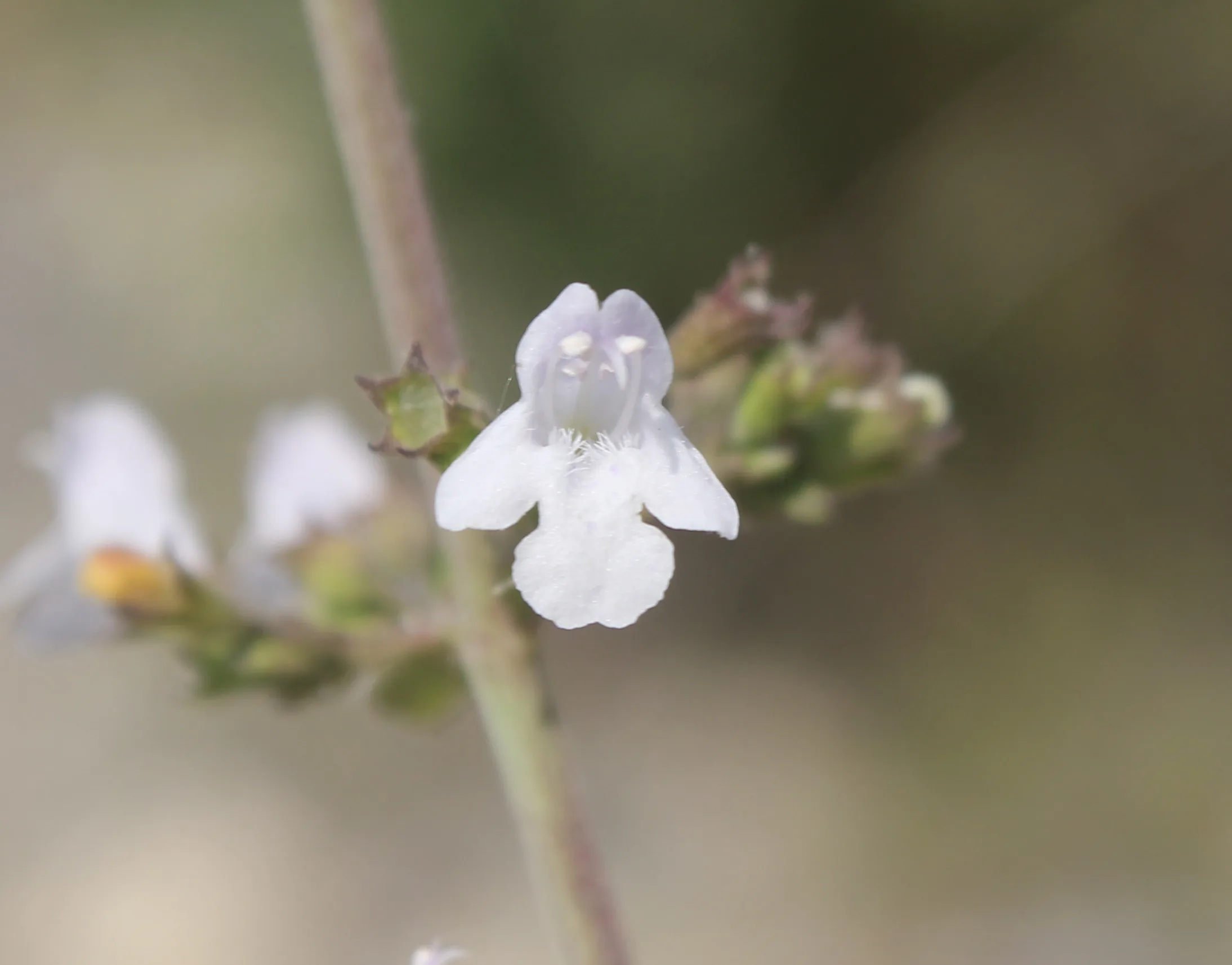 Melissa officinalis (Limon otu) - Kocaeli Bitkileri