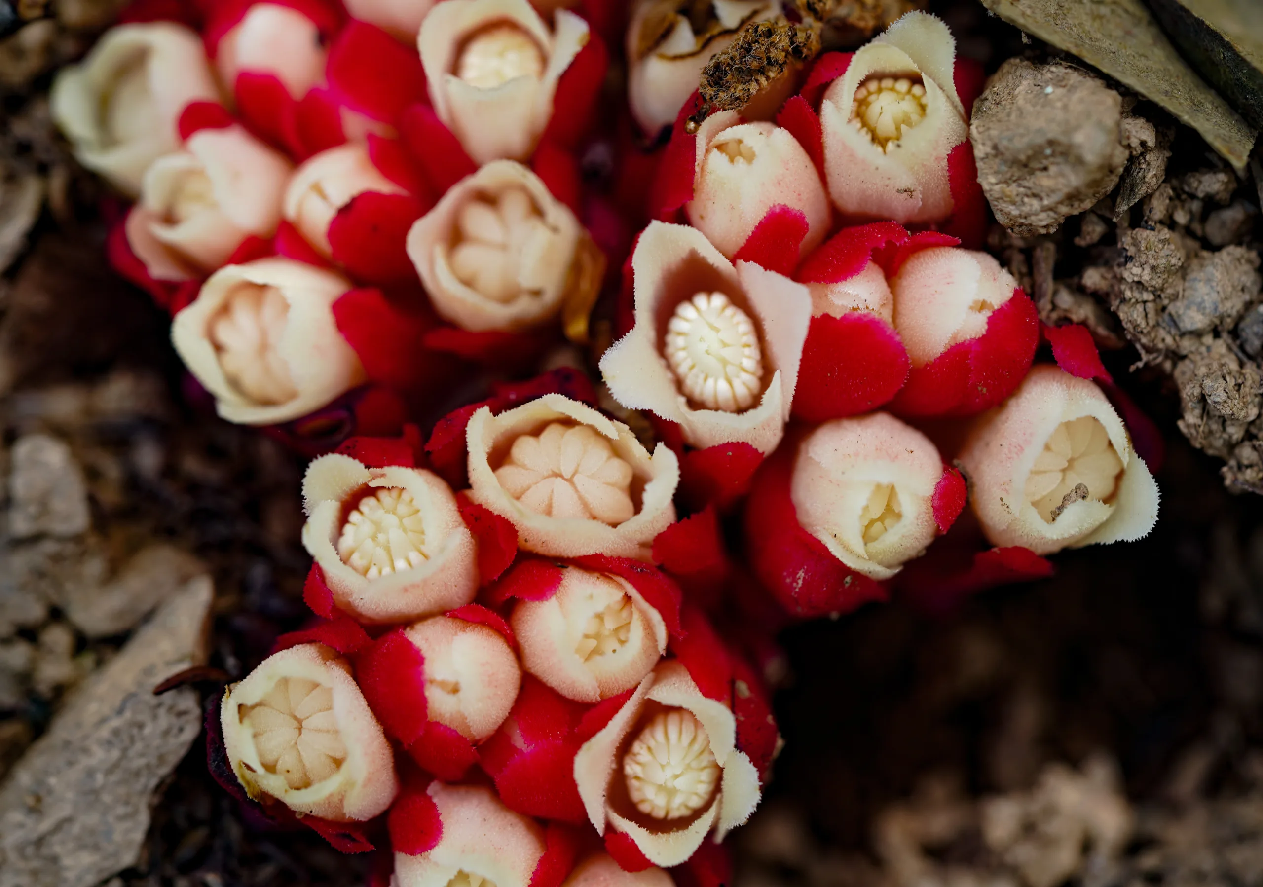 Cytinus ruber (Yer narı) - Kocaeli Bitkileri