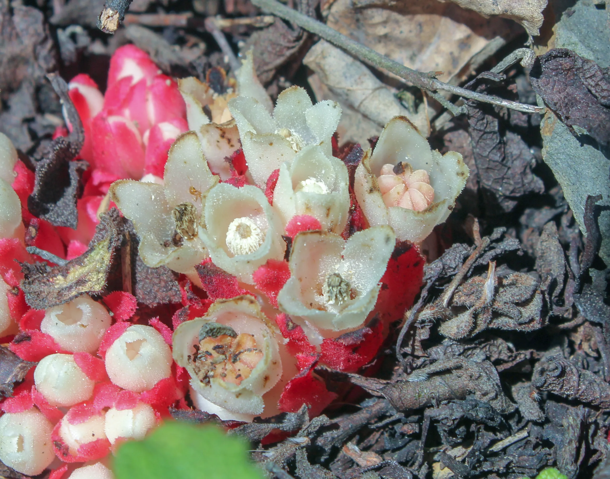 Cytinus ruber (Yer narı) - Kocaeli Bitkileri