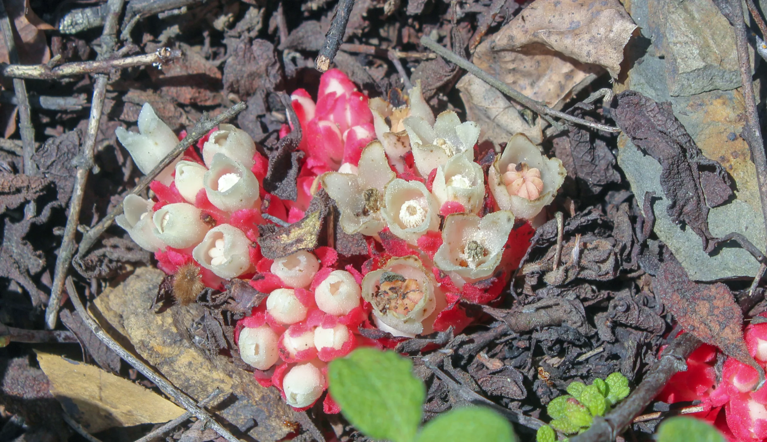 Cytinus ruber (Yer narı) - Kocaeli Bitkileri