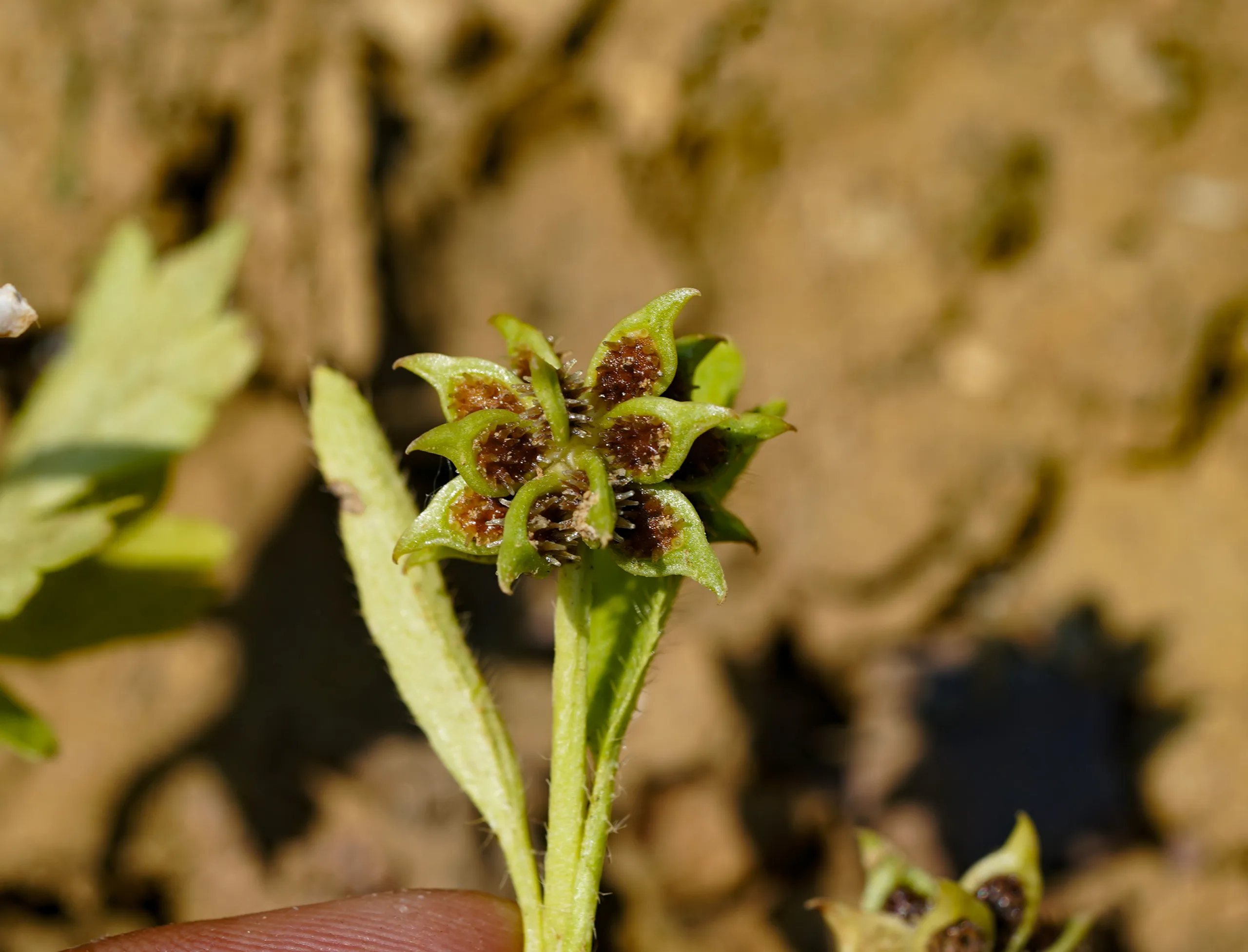 Ranunculus muricatus (Kutsaldefne) - Kocaeli Bitkileri