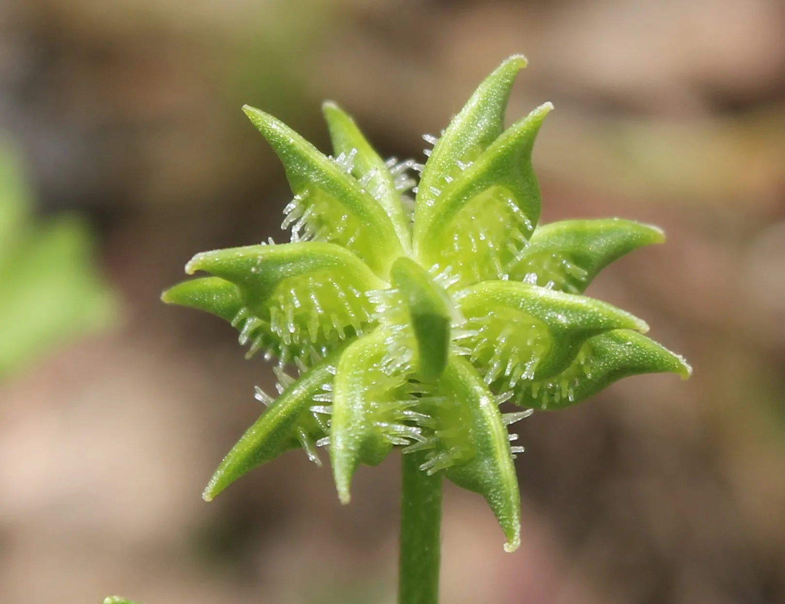 Ranunculus muricatus (Kutsaldefne) - Kocaeli Bitkileri