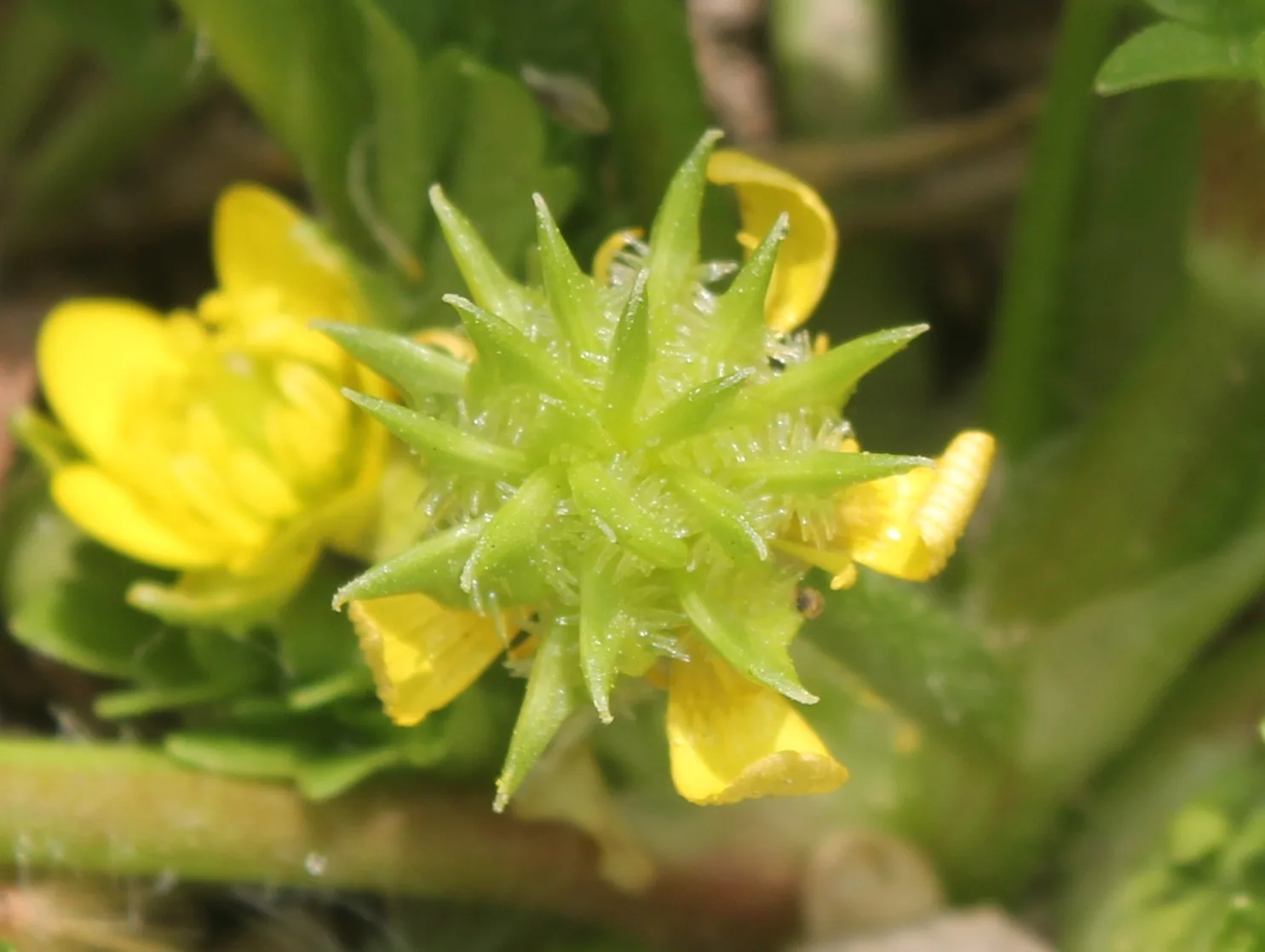 Ranunculus muricatus (Kutsaldefne) - Kocaeli Bitkileri