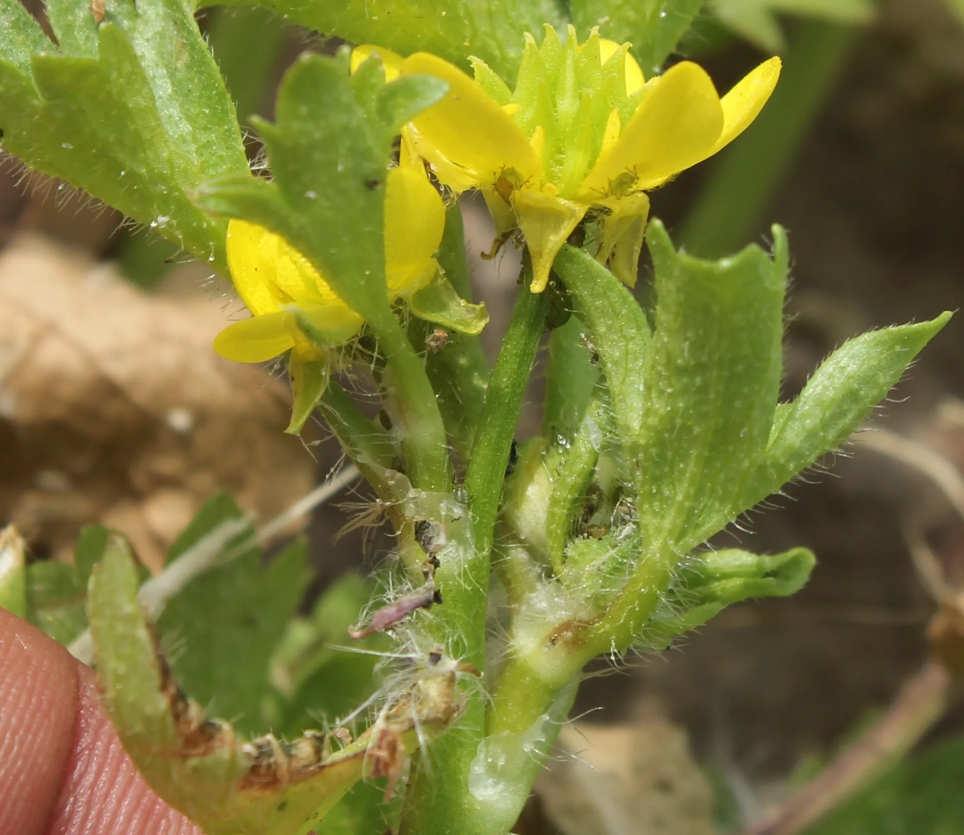 Ranunculus muricatus (Kutsaldefne) - Kocaeli Bitkileri