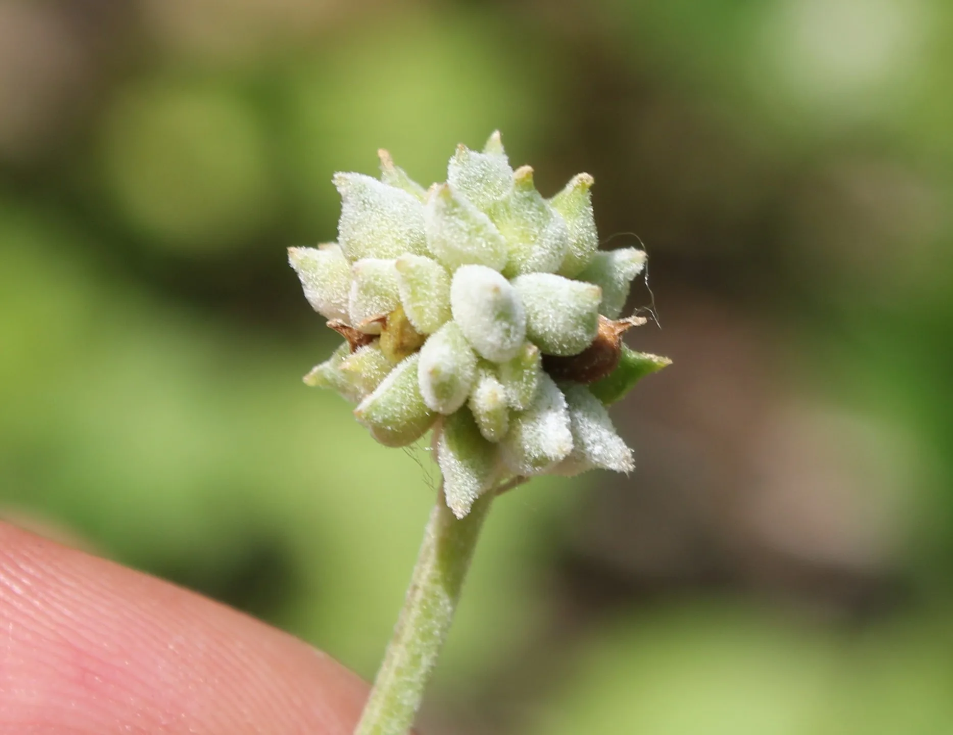 Ranunculus repens (Horoz ibiği) - Kocaeli Bitkileri