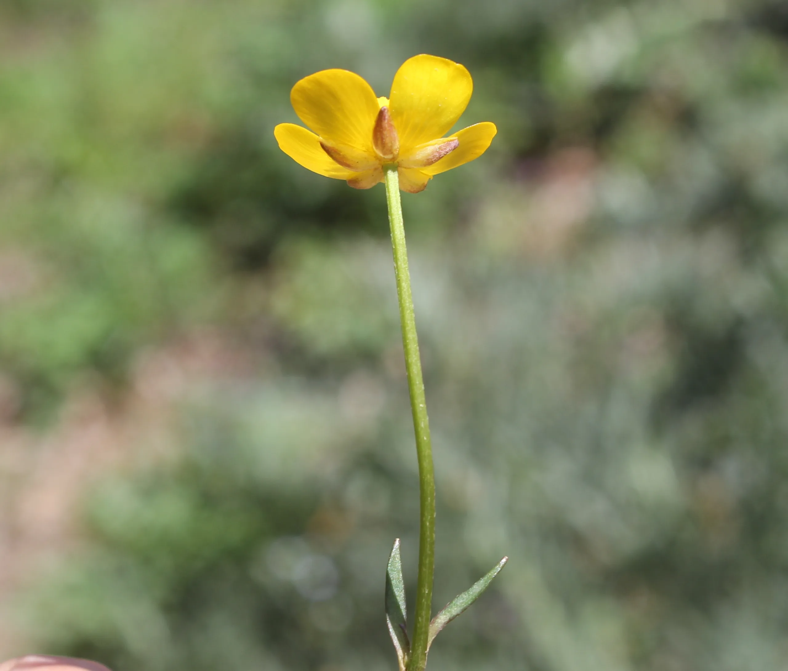 Ranunculus repens (Horoz ibiği) - Kocaeli Bitkileri