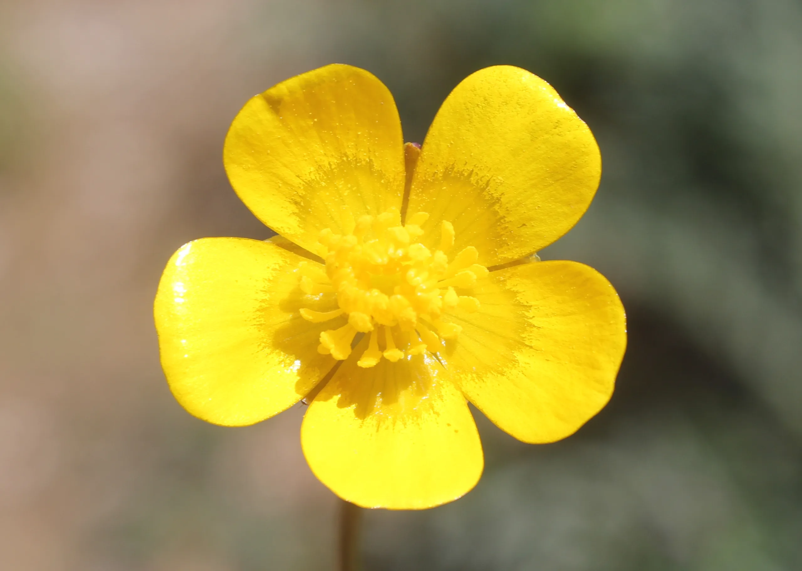 Ranunculus repens (Horoz ibiği) - Kocaeli Bitkileri