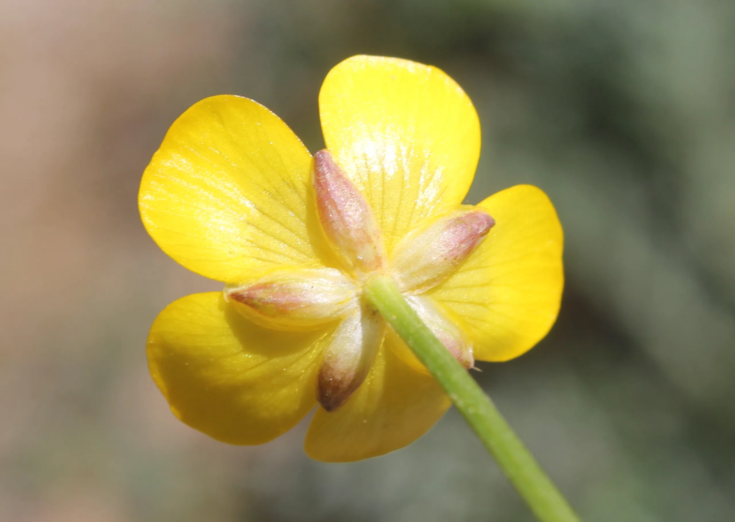 Ranunculus repens (Horoz ibiği) - Kocaeli Bitkileri