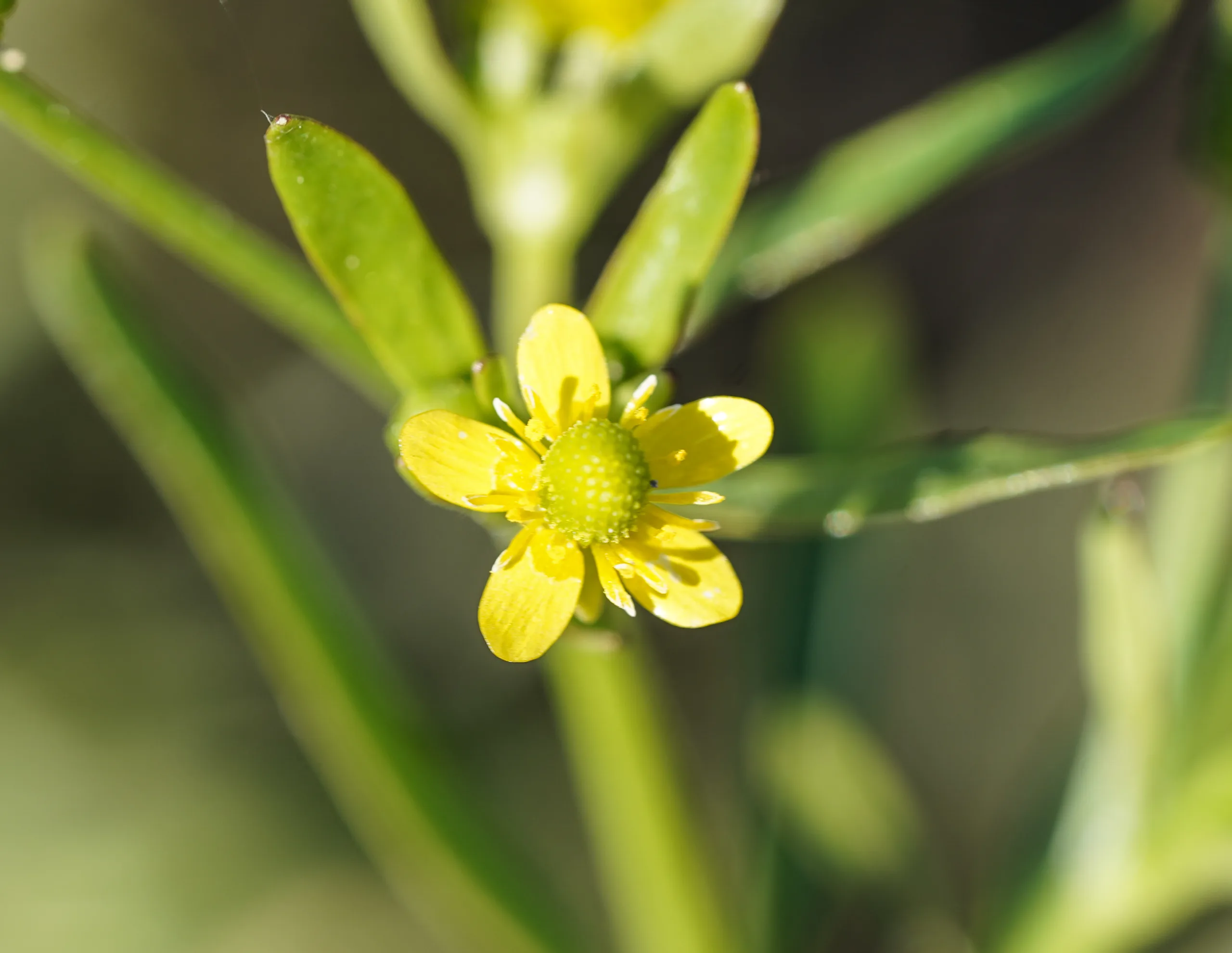 Ranunculus repens (Horoz ibiği) - Kocaeli Bitkileri